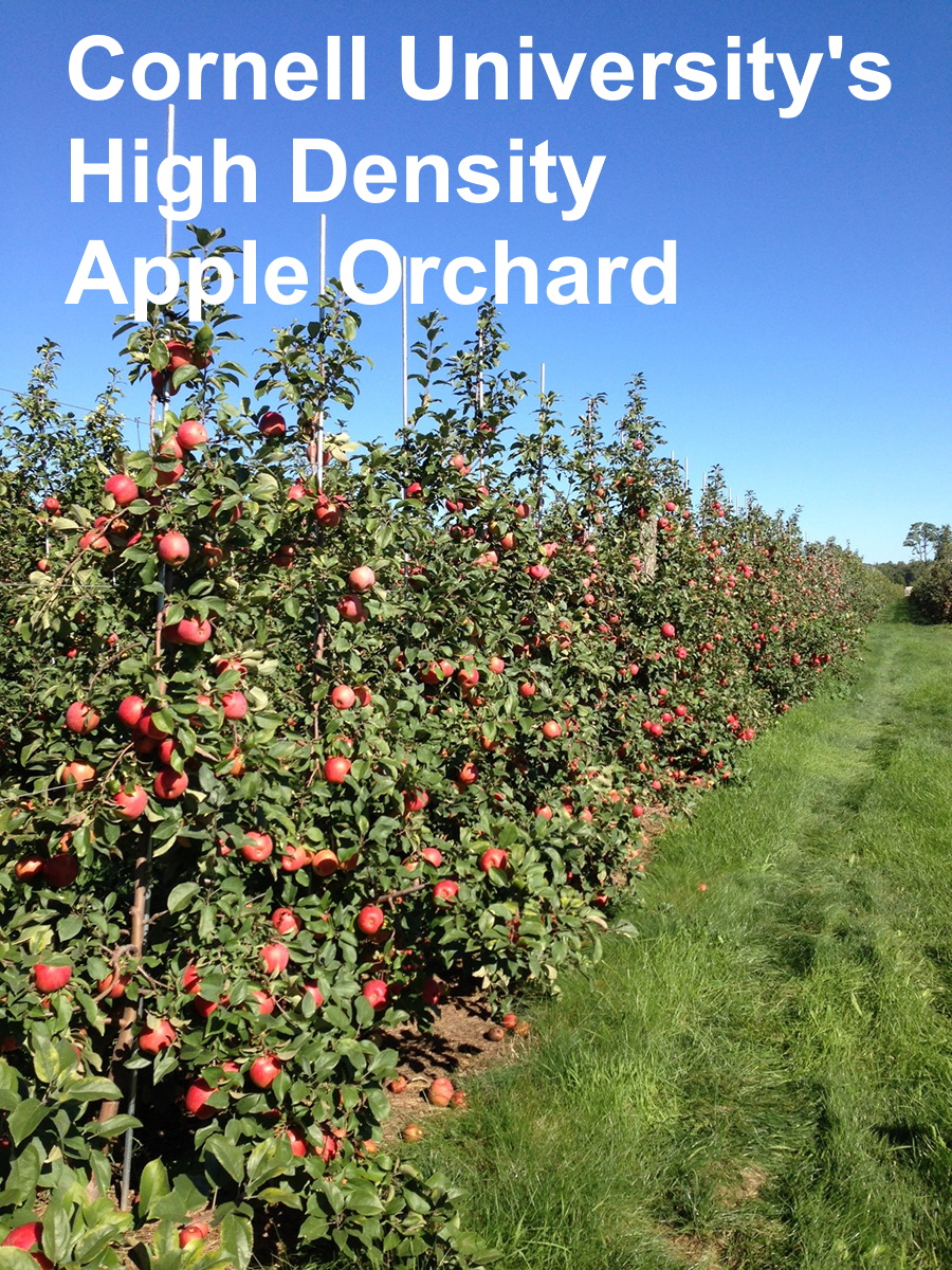 Our Vision for Apples – Undaunted Farming